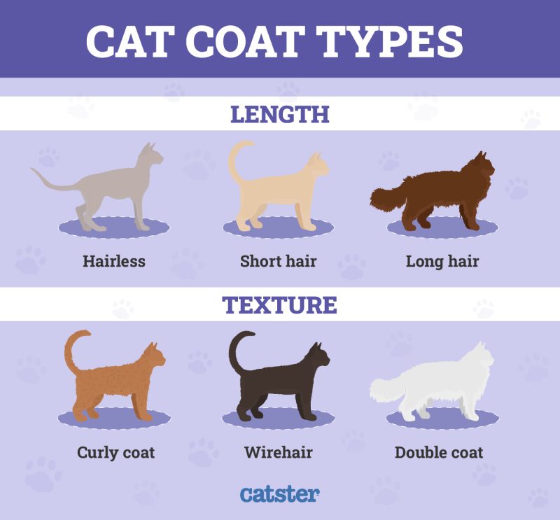 Do Cats Have Hair or Fur? Vet-Verified Facts & Info - Catster