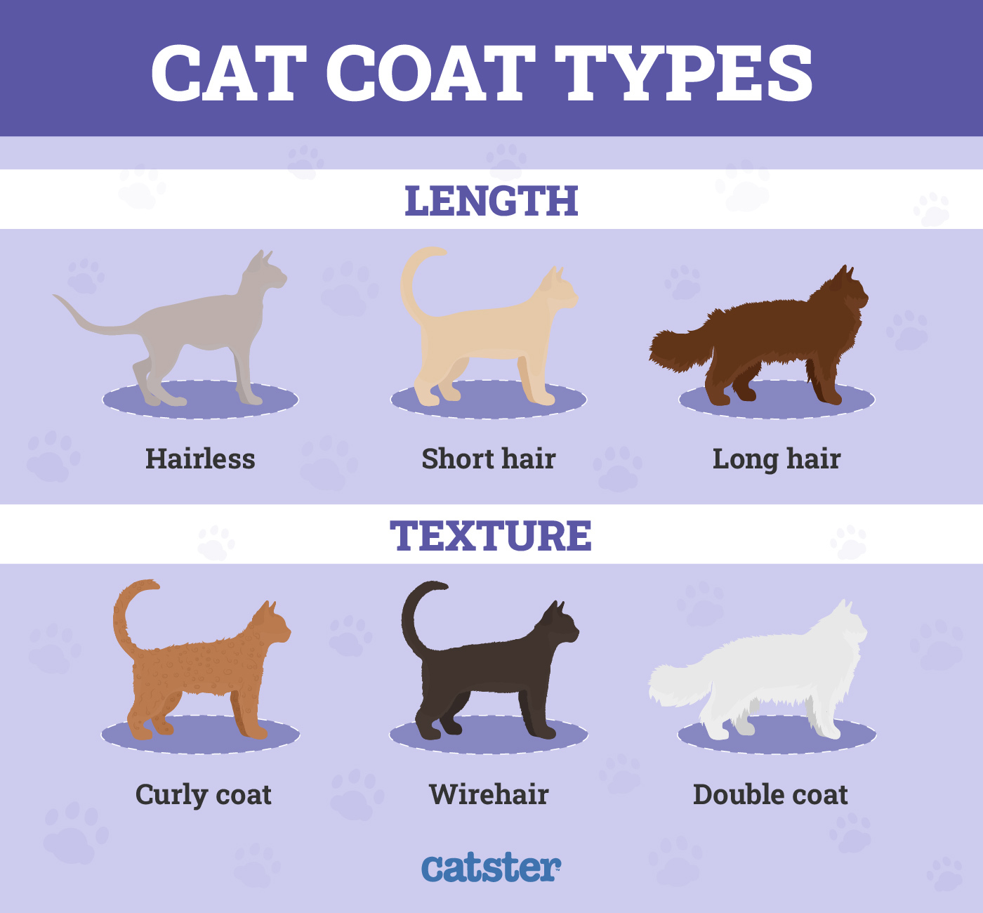 List Of Cat Colors With Pictures Infoupdate List Of Cat Colors With Pictures Infoupdate