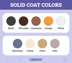 Cat Colors: Facts Behind Different Coat Types & Patterns - Catster
