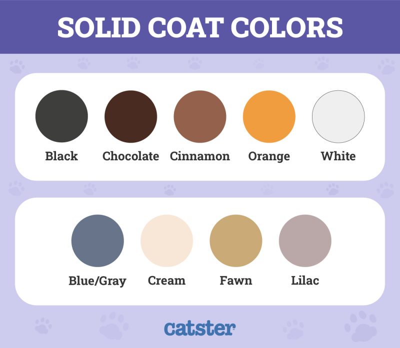 Cat Colors: Vet-Verified Facts Behind Different Coat Types & Patterns ...