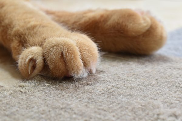 What Are Cat Feet Called? 8 Cute Nicknames - Catster