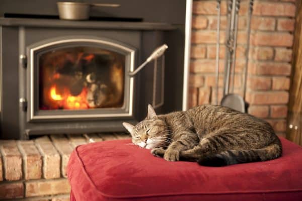 How to Keep Kitty Safe Around the Fireplace - Catster