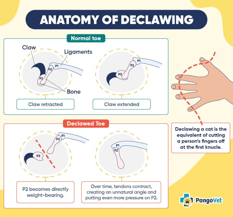 Declawing Cats: Our Vet Explains the Truth, History & Alternatives ...