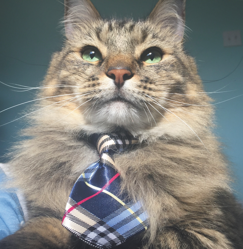 Famous Instagram Cats