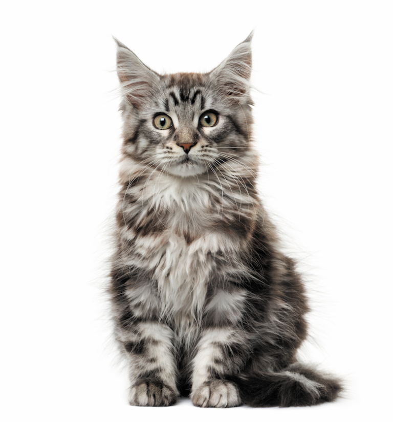 20 Of The Most Popular Cat Breeds Catster 20 Of The Most Popular Cat Breeds Catster