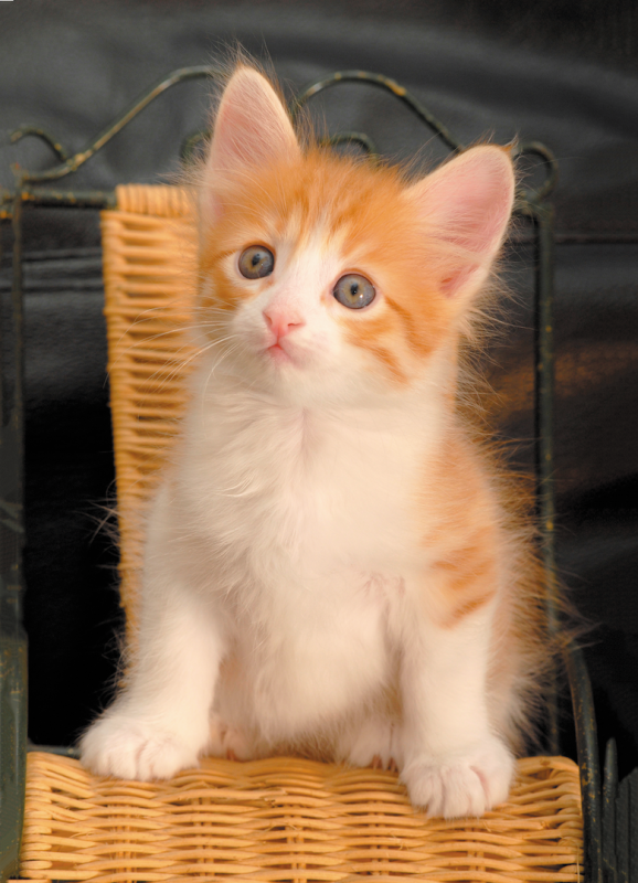 20 Of The Most Popular Cat Breeds Catster