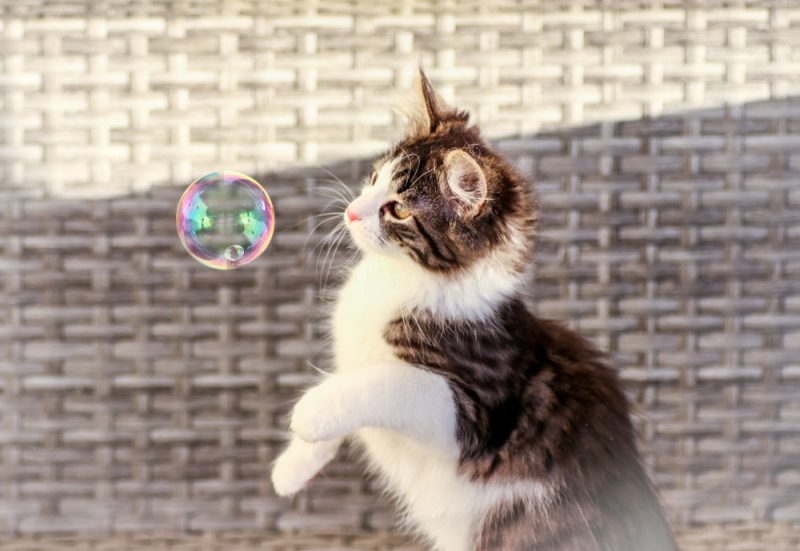2-Month-Old Kitten: What to Expect & How to Care For Them - Catster