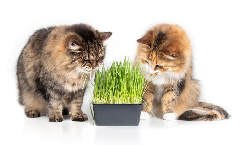 Is Cat Grass Good for Cats? Vet Approved Facts & Care Tips - Catster