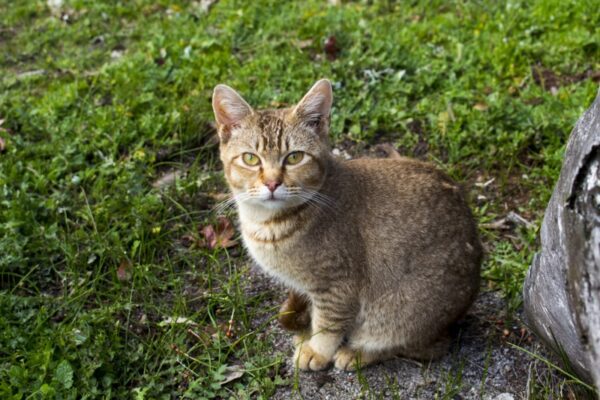 How Do Tabby Cats Get Their Stripes? Vet-Verified Facts & Info - Catster