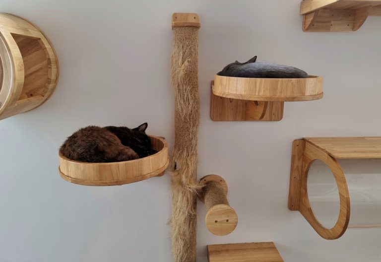 How to Make a Cat-Friendly Office: 10 Simple Vet-Approved Tips - Catster