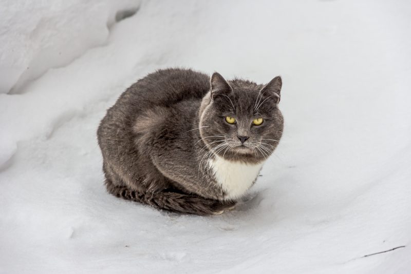 Cat Tail Language: Decoding What Their Wags Mean (With Infographics ...