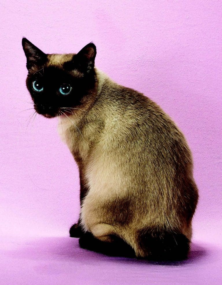 Toybob Cat Breed Info: Pictures, Temperament, & Traits - Catster