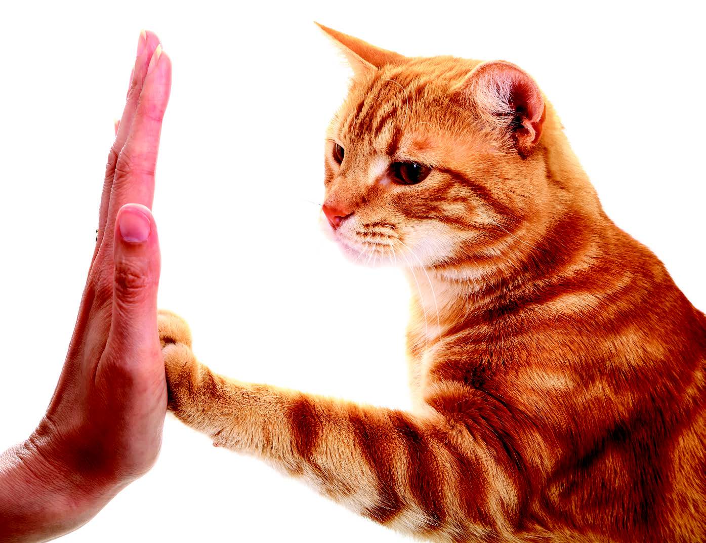 Animal High Five
