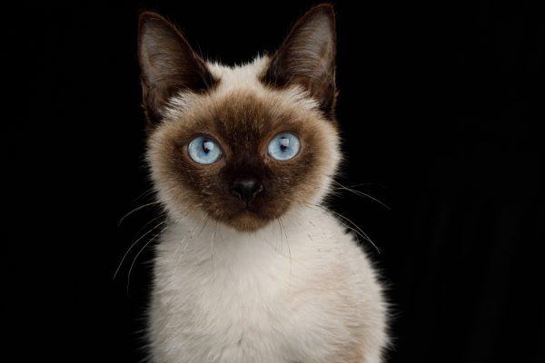 Toybob Cat Breed: Info, Pictures, Temperament & More - Catster