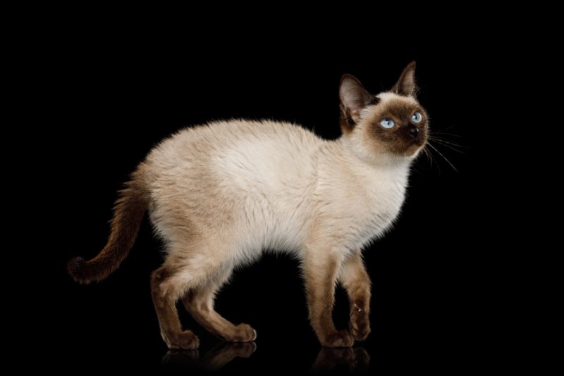 Toybob Cat Breed: Info, Pictures, Temperament & More - Catster