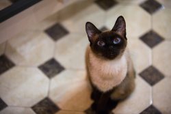 Toybob Cat Breed: Info, Pictures, Temperament & More - Catster