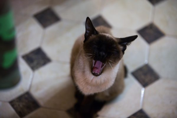 Toybob Cat Breed: Info, Pictures, Temperament & More - Catster