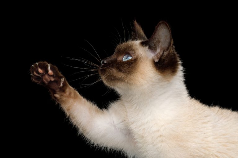 Toybob Cat Breed: Info, Pictures, Temperament & More - Catster