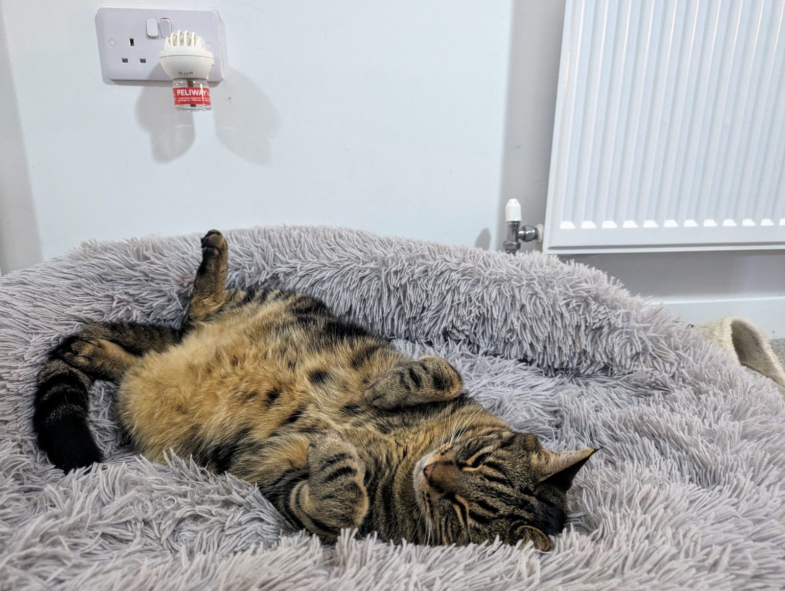 Why Is My Cat Shaking While Purring? 4 Vet-Reviewed Reasons - Catster