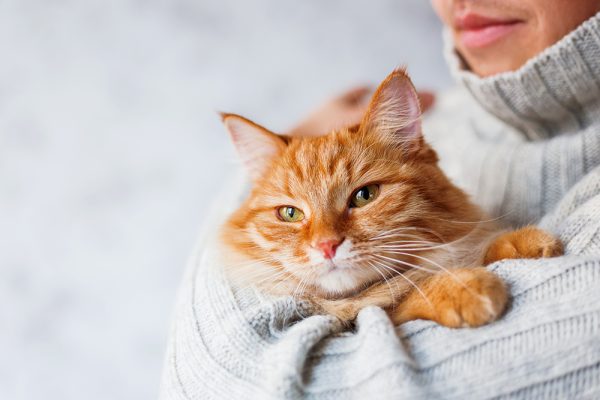 8 Ways People Are Like Cats: Genetics, Traits & More - Catster