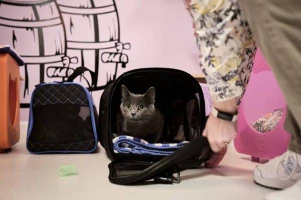 Happy Cat Hotel & Spa 2026 Review: Our Expert Opinion - Catster