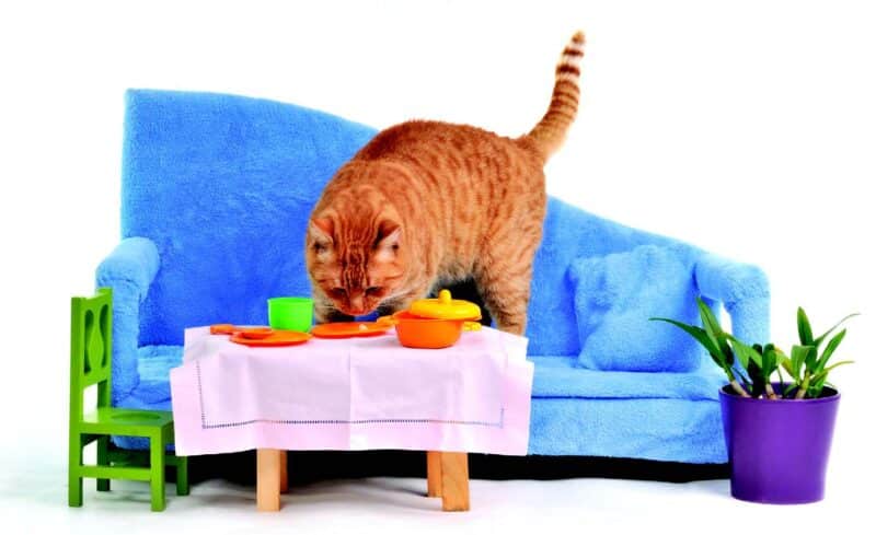 How to Stop Your Cat Begging for Food: 6 Ways That Work - Catster