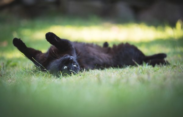 Why Do Cats Roll Around on Their Backs? 7 Vet-Reviewed Reasons (With ...