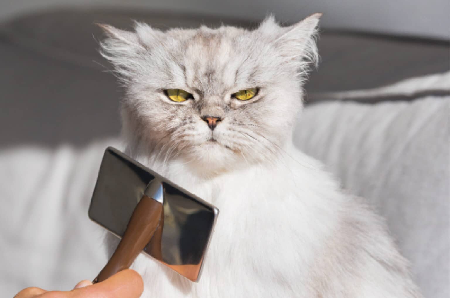 Why Do Cats Howl? Vet-Approved Reasons & What to Do - Catster