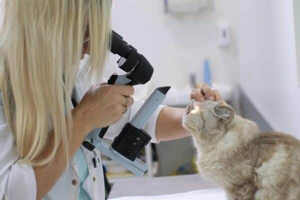 Rare Cat Diseases: 10 Illnesses & What to Watch For (Vet Answer) - Catster