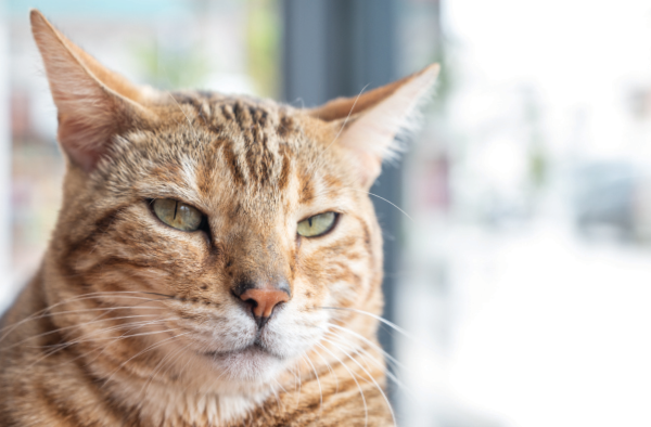 Why Do Cats Move Their Ears Around? Explained - Catster