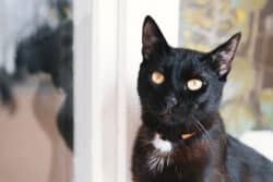 What Is Cat “Rust”? Causes & What to Look Out For (Vet-Verified Info ...