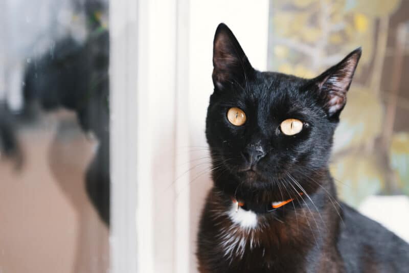 What Is Cat “Rust”? Causes & What to Look Out For (Vet-Verified Info) - Catster