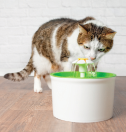 Do Cats Need Water Fountains? Vet-Approved Benefits & FAQ - Catster