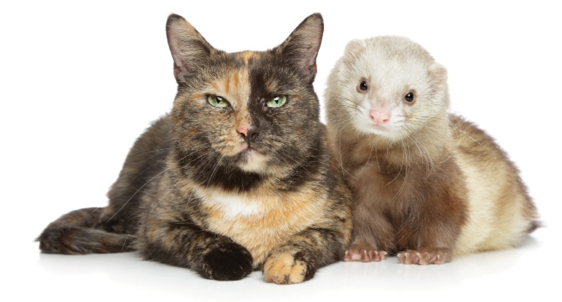 Living in Peace in a Multi-Pet Household - Catster