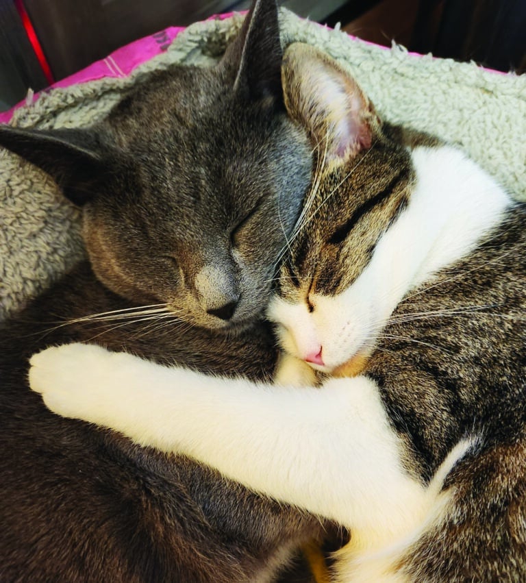 2023 Cat Photo Contest Winners: Top Three Images - Catster