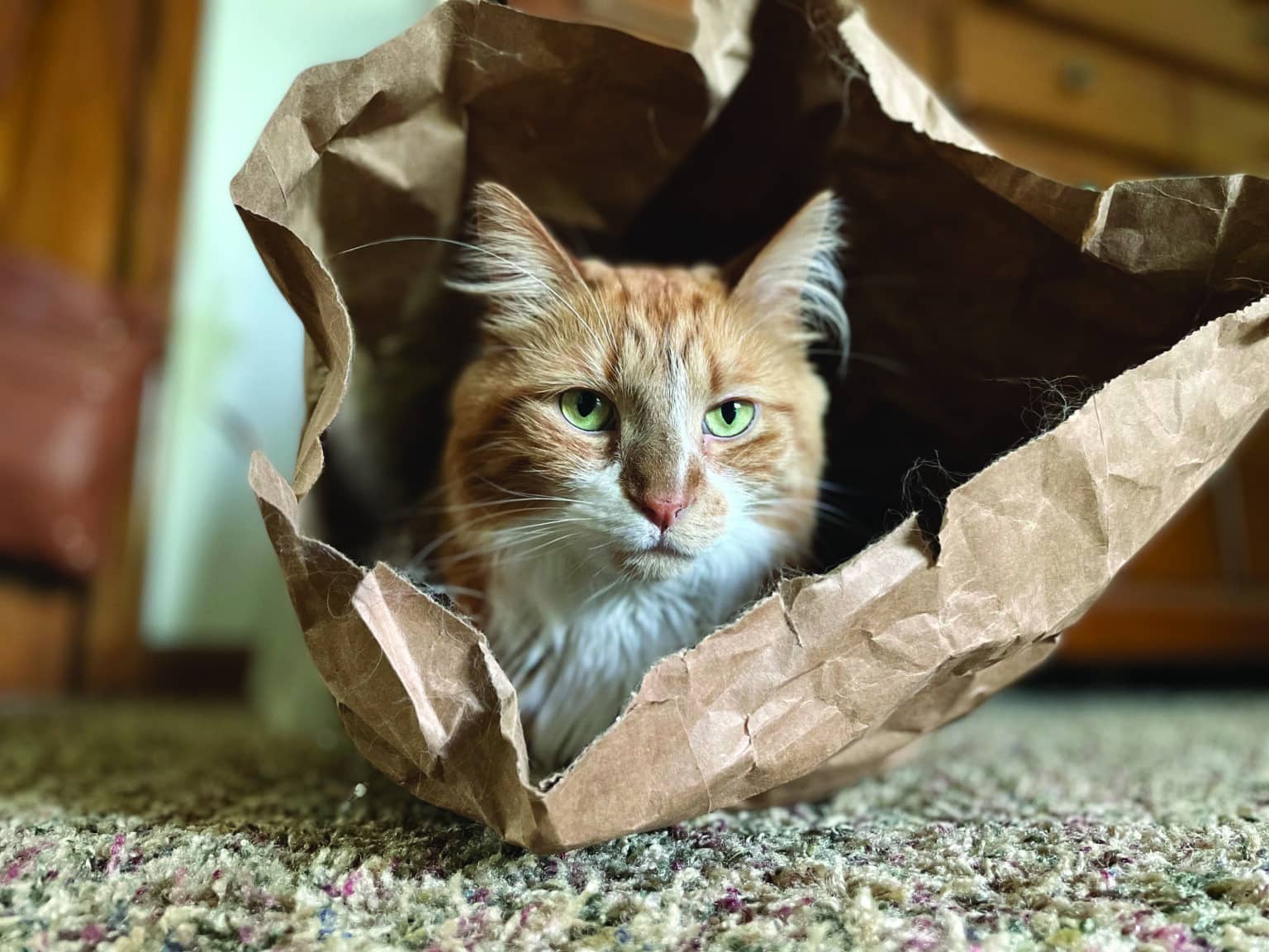 2023 Cat Photo Contest Winners: Top Three Images - Catster