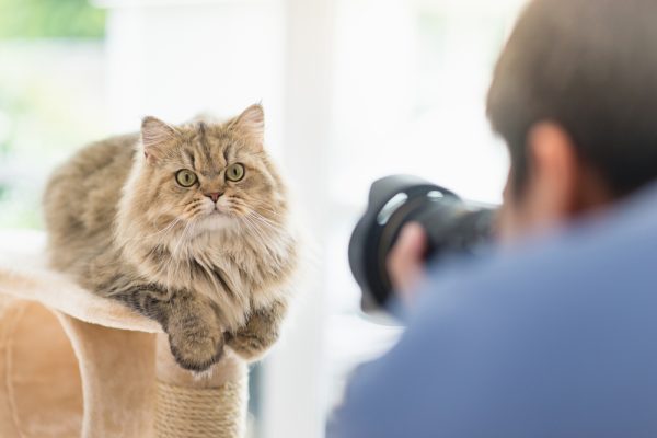 18 Great Cat Photography Ideas for Your Next Photoshoot (With Pictures ...