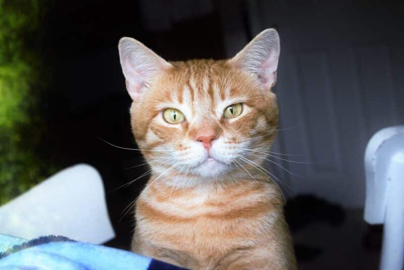 Orange Cats Male