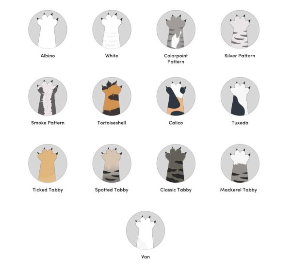 13 Rarest Cat Patterns & Coat Colors (With Pictures) - Catster