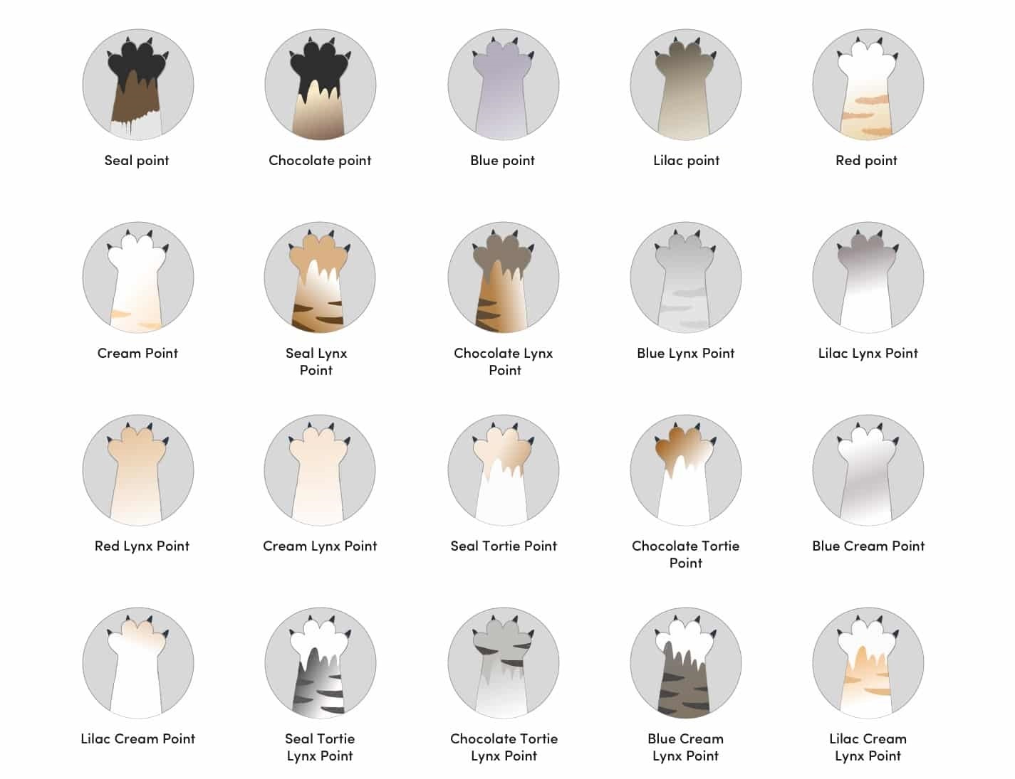 24 Types of Ragdoll Cat Colors & Patterns (With Pictures) - Catster