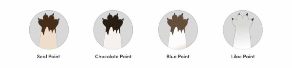 33 Striking Siamese Cat Colors (With Pictures) - Catster