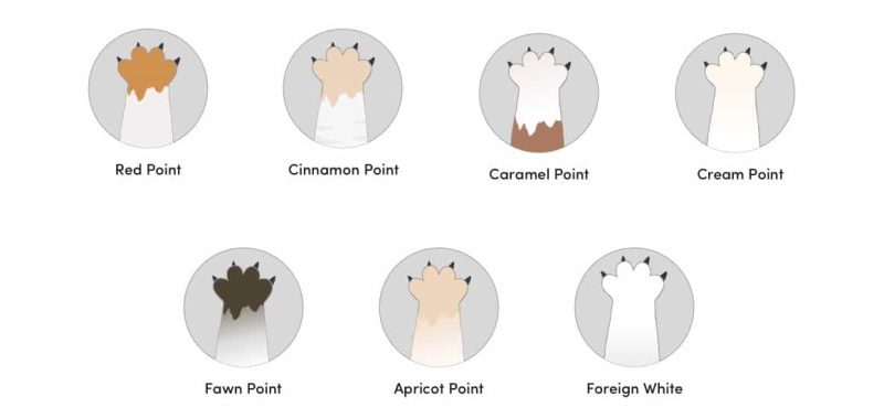 33 Striking Siamese Cat Colors (With Pictures) - Catster