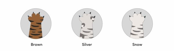 9 Bengal Cat Colors & Patterns (With Pictures) - Catster