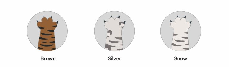 9 Bengal Cat Colors & Patterns (With Pictures) - Catster