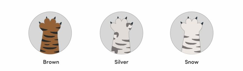 9 Bengal Cat Colors & Patterns (With Pictures) - Catster