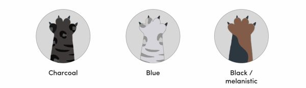 9 Bengal Cat Colors & Patterns (With Pictures) - Catster