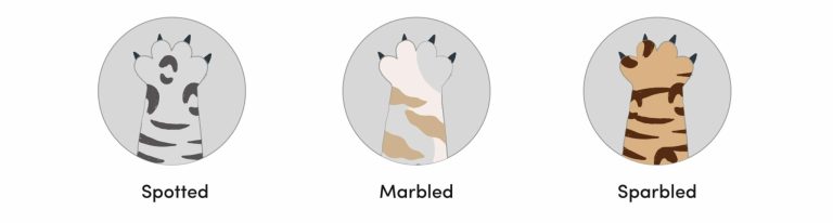 9 Bengal Cat Colors & Patterns (With Pictures) - Catster