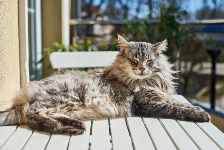 10 Types of Tabby Cat Colors & Patterns (With Pictures) - Catster
