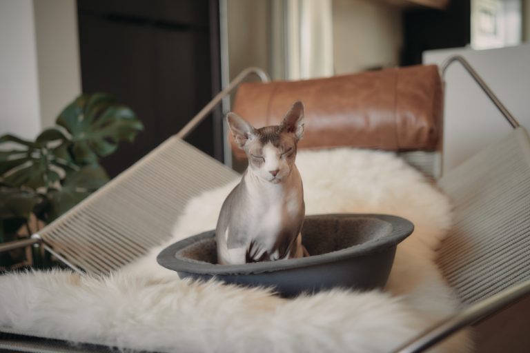 9 Best Cat Beds in 2025 - Reviews & Top Picks - Catster