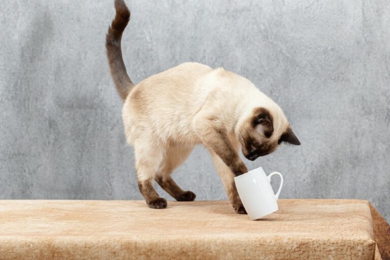 Why Do Cats Knock Things Over? 3 Vet-Reviewed Reasons - Catster